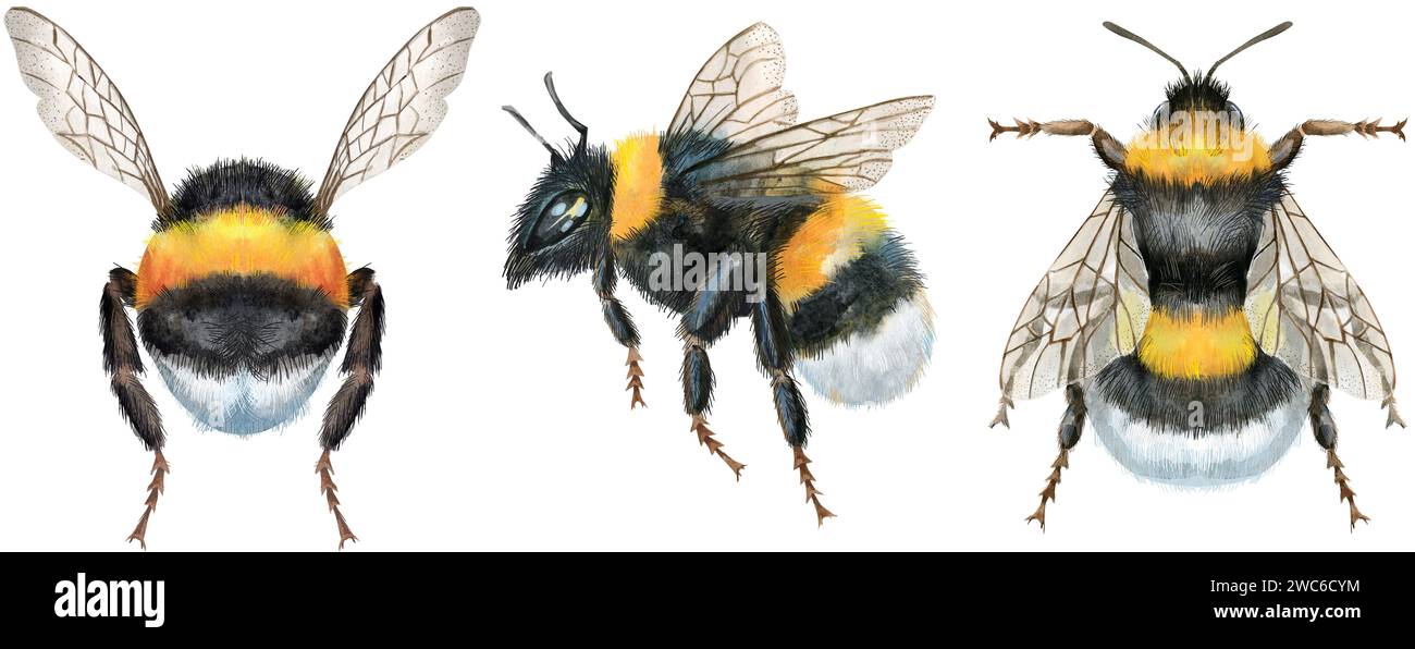Set of earth bumblebees. Insect for t-shirt graphics. Watercolor ...