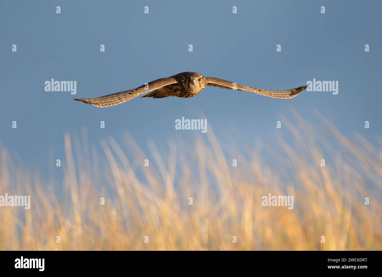 A wild female Merlin (Falco columbarius) hunting on Lindisfarne ...
