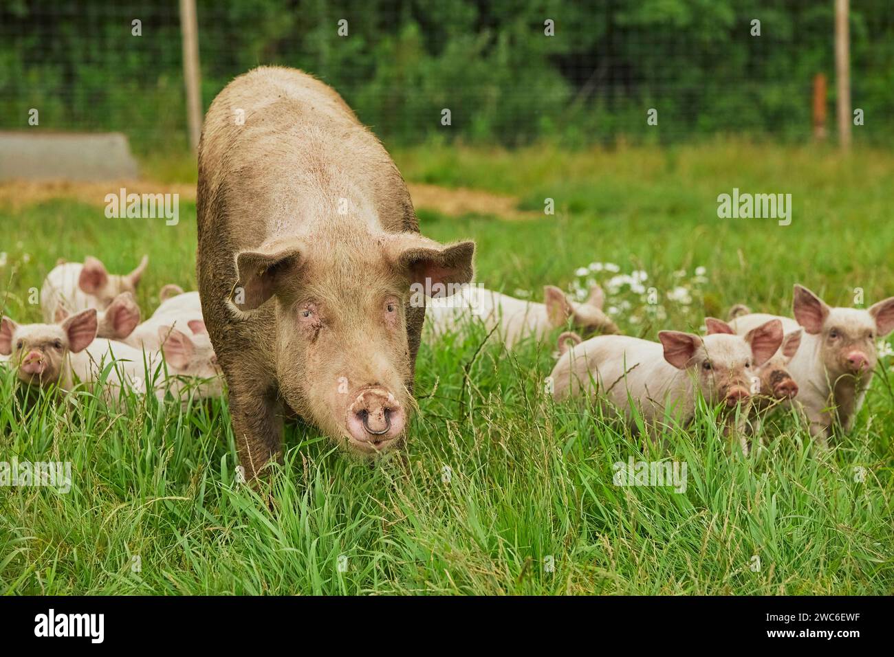 Eco village denmark hi-res stock photography and images - Alamy