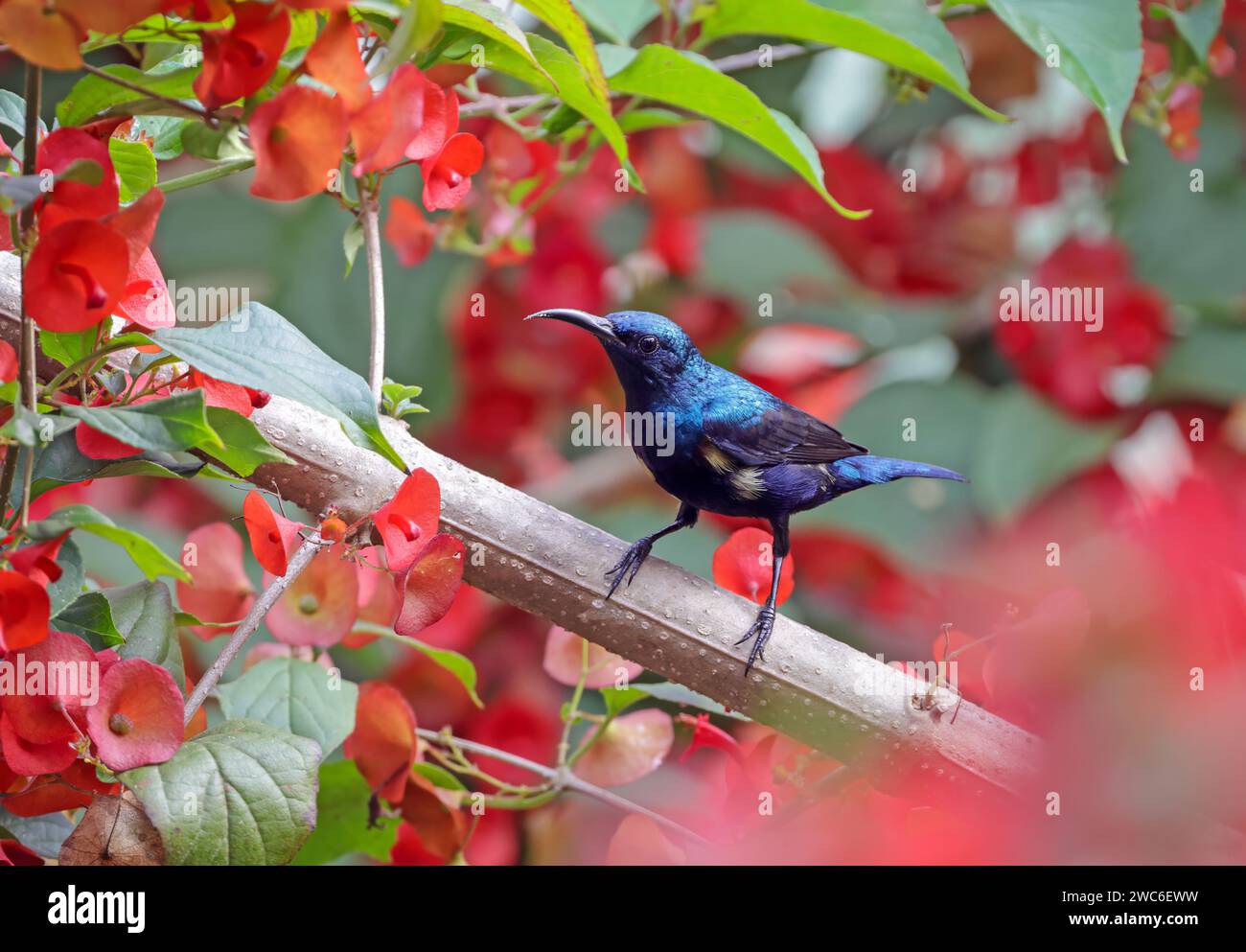 Indian sunbird hi-res stock photography and images - Alamy