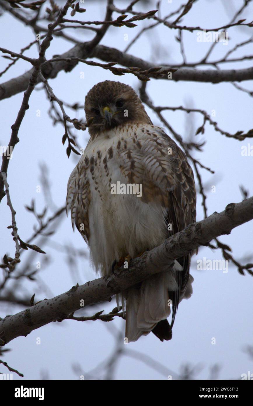 An image of a young Red-tailed Hawk perched in a tree in Tommy Thompson ...