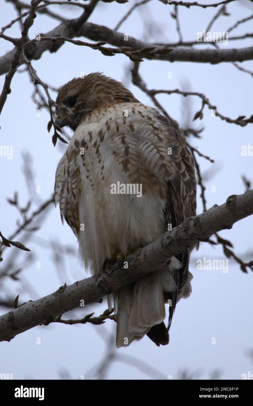 Tommy hawk hi-res stock photography and images - Alamy