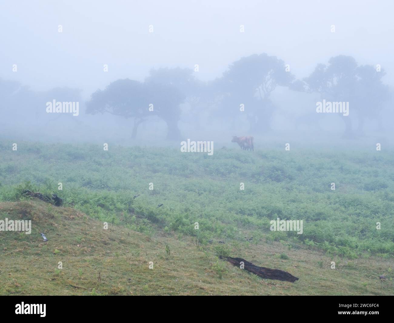 Fanal laurel forest in rain and dense fog with cow calfs and bizarre ...