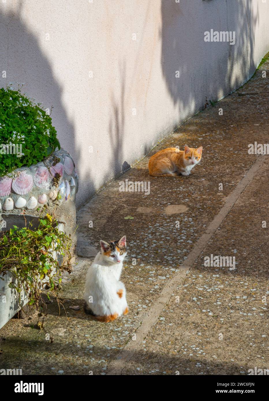 Animales mirando hi-res stock photography and images - Alamy