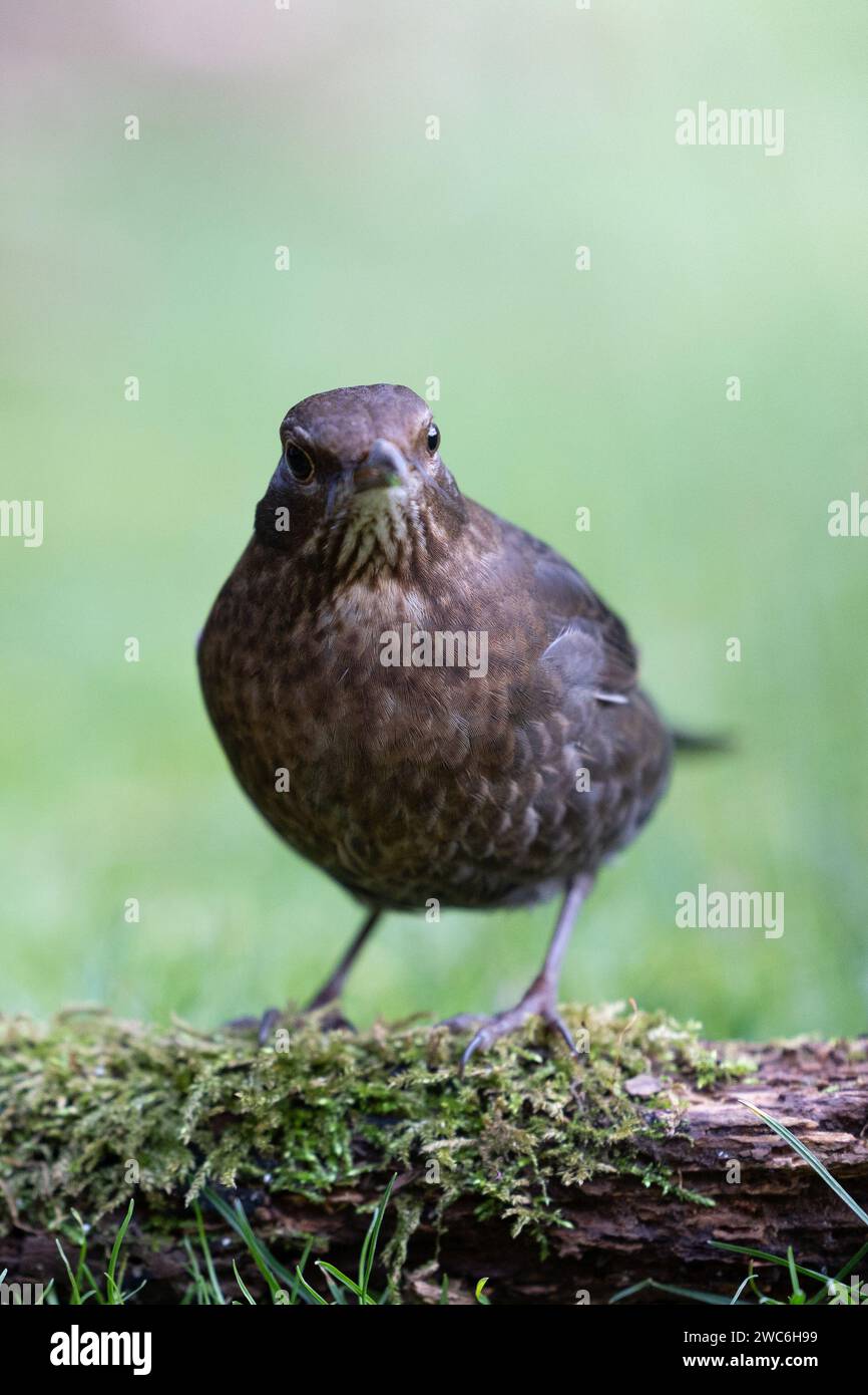 Female blackbird (Turdus merula) on a log in a British back garden with ...