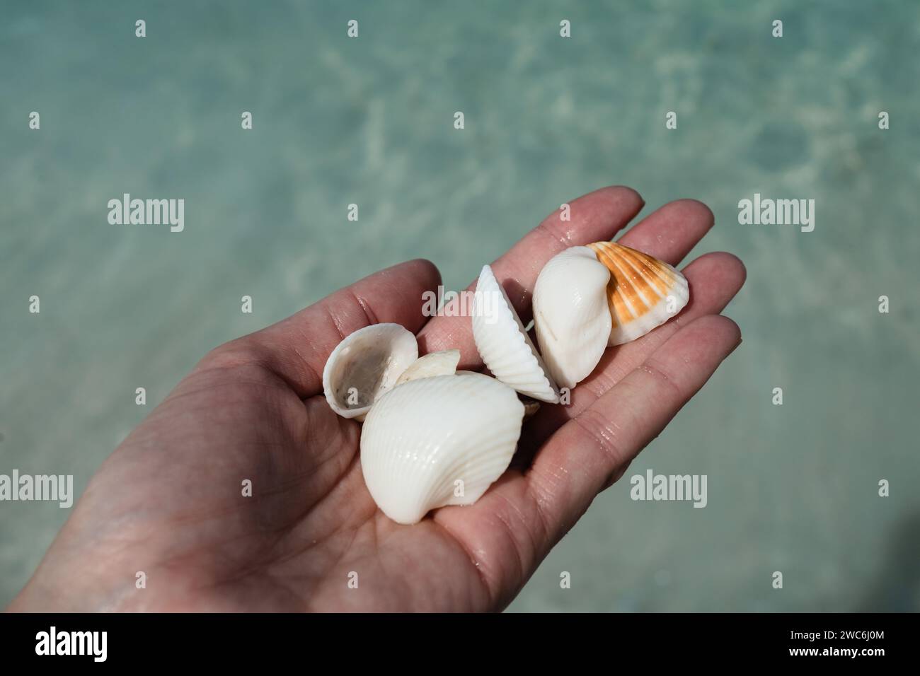 Female hand holding white and yellow sea shells Stock Photo - Alamy