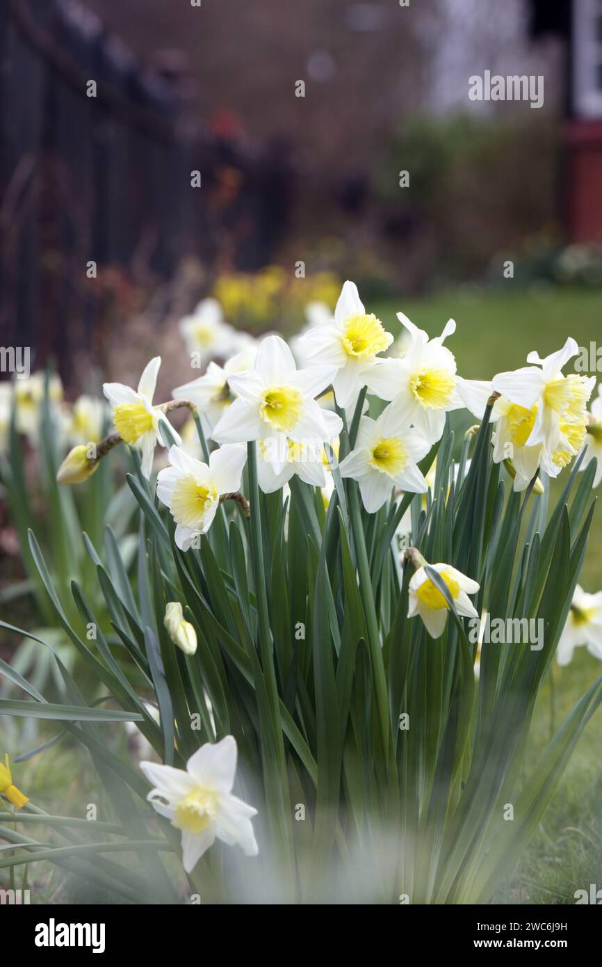 Spring Awakening: Daffodils in Bloom Stock Photo - Alamy