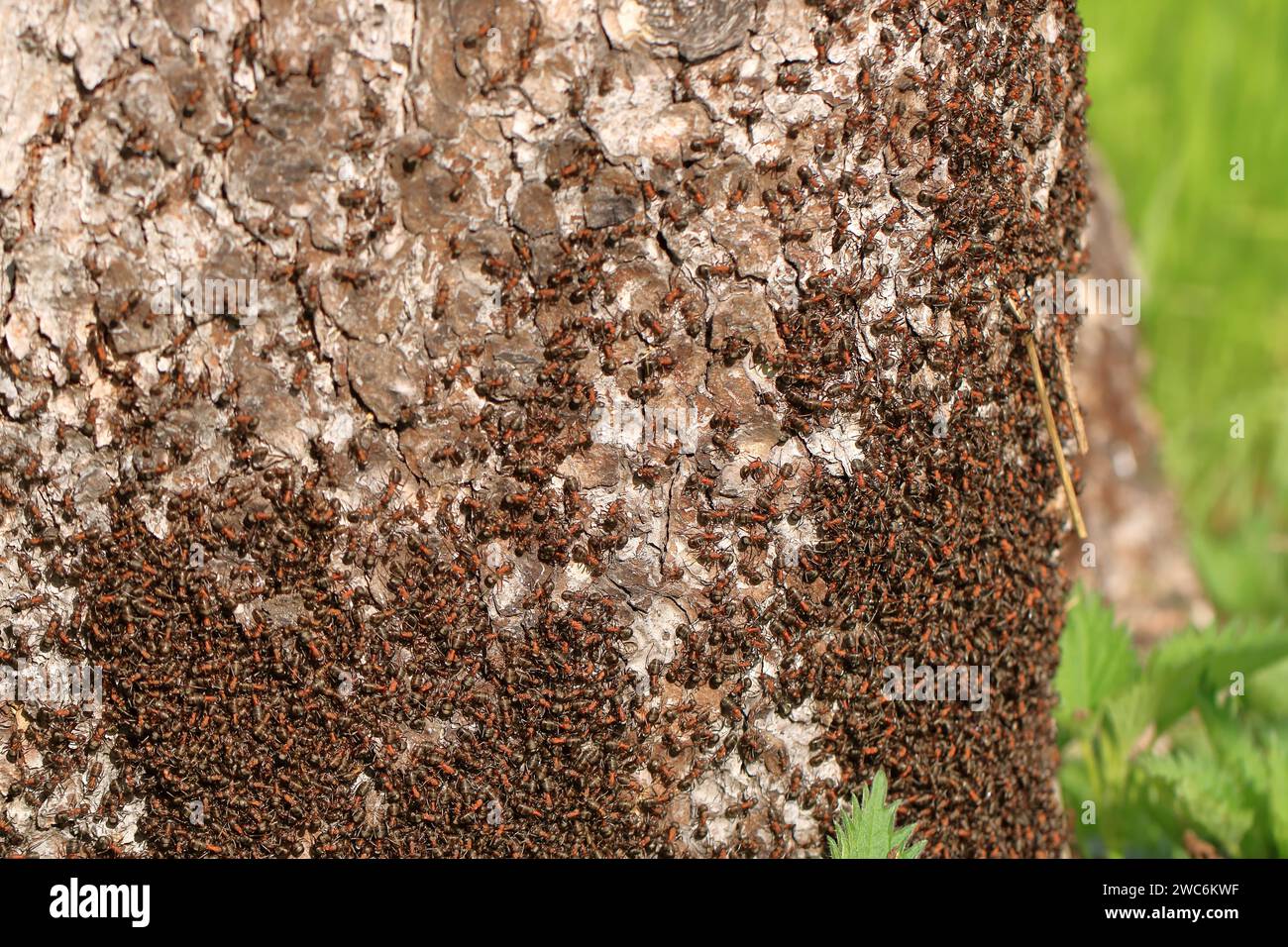 Ants on old tree hi-res stock photography and images - Alamy