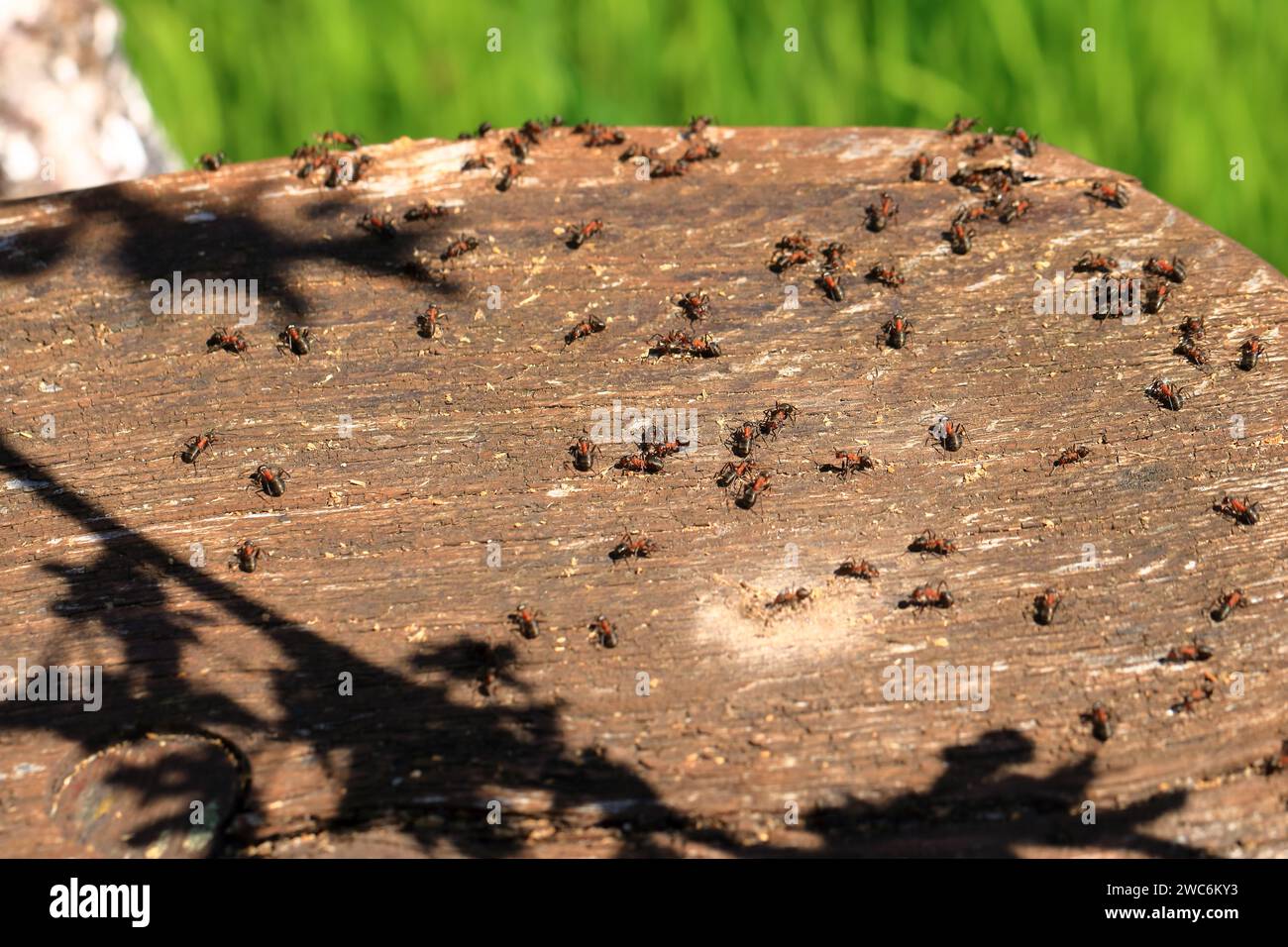 Ants on old tree hi-res stock photography and images - Alamy