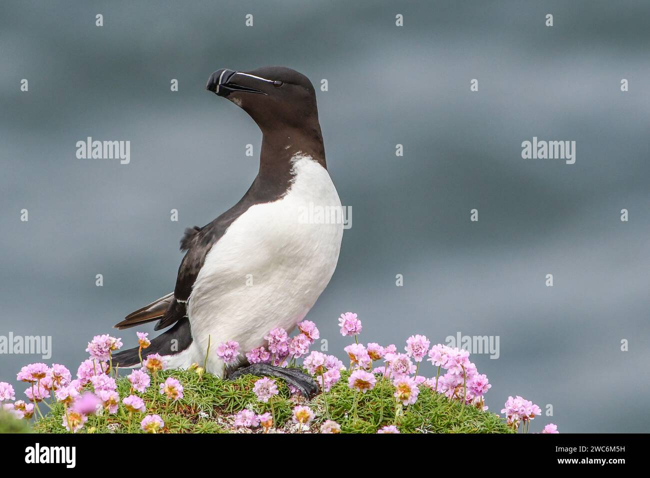 Razorbill on isle of lunga hi-res stock photography and images - Alamy