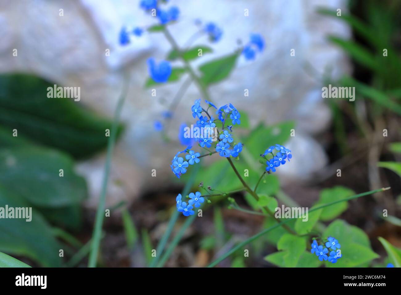 blue flowers of the true forget-me-not (Myosotis scorpioides Stock ...