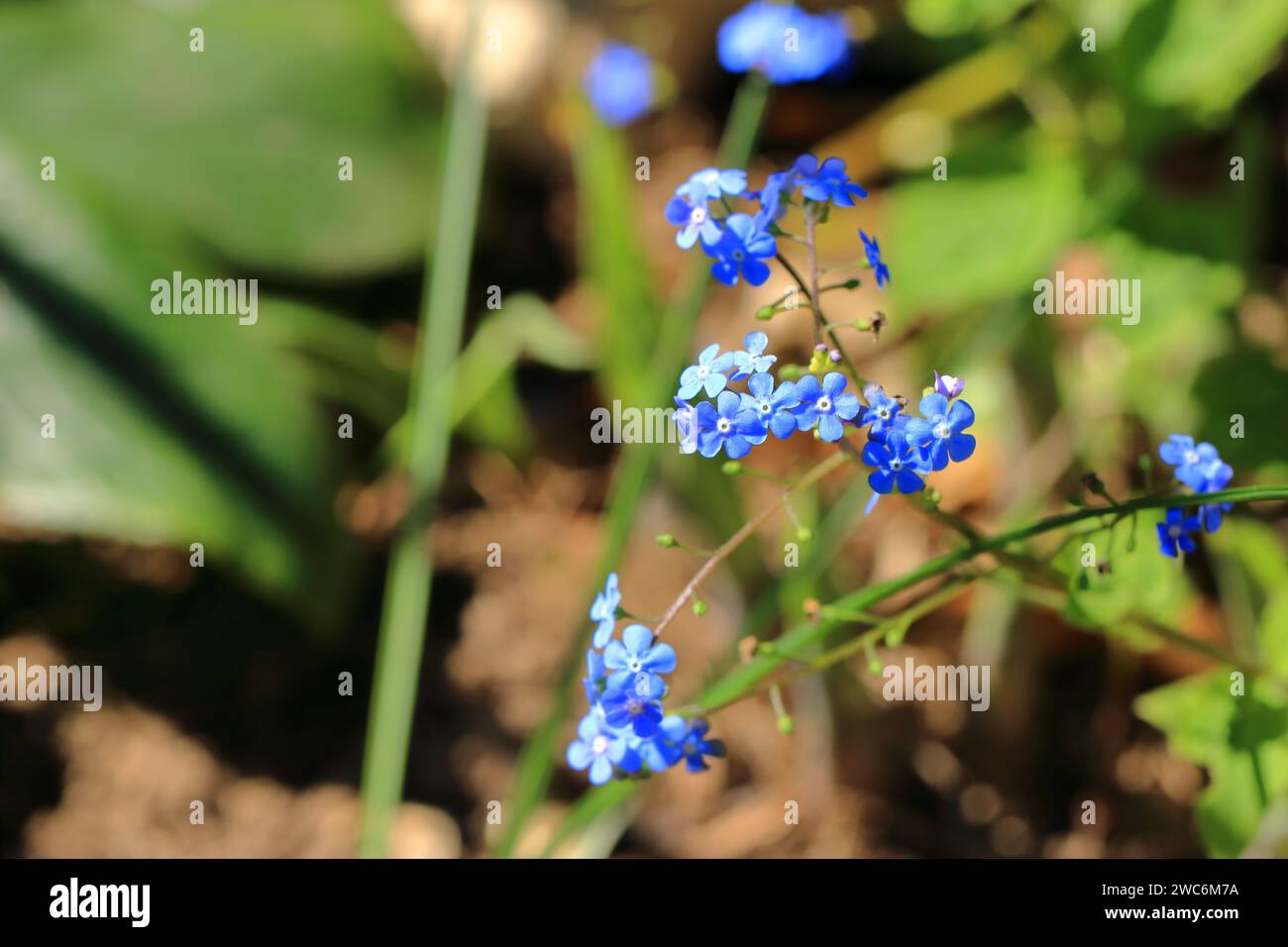 blue flowers of the true forget-me-not (Myosotis scorpioides Stock ...