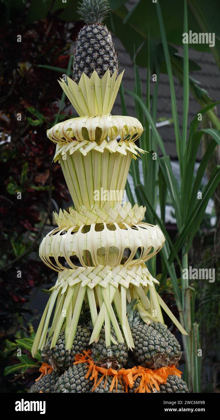 Pineapple tree (Ananas comosus) with a natural background. Exotic ...