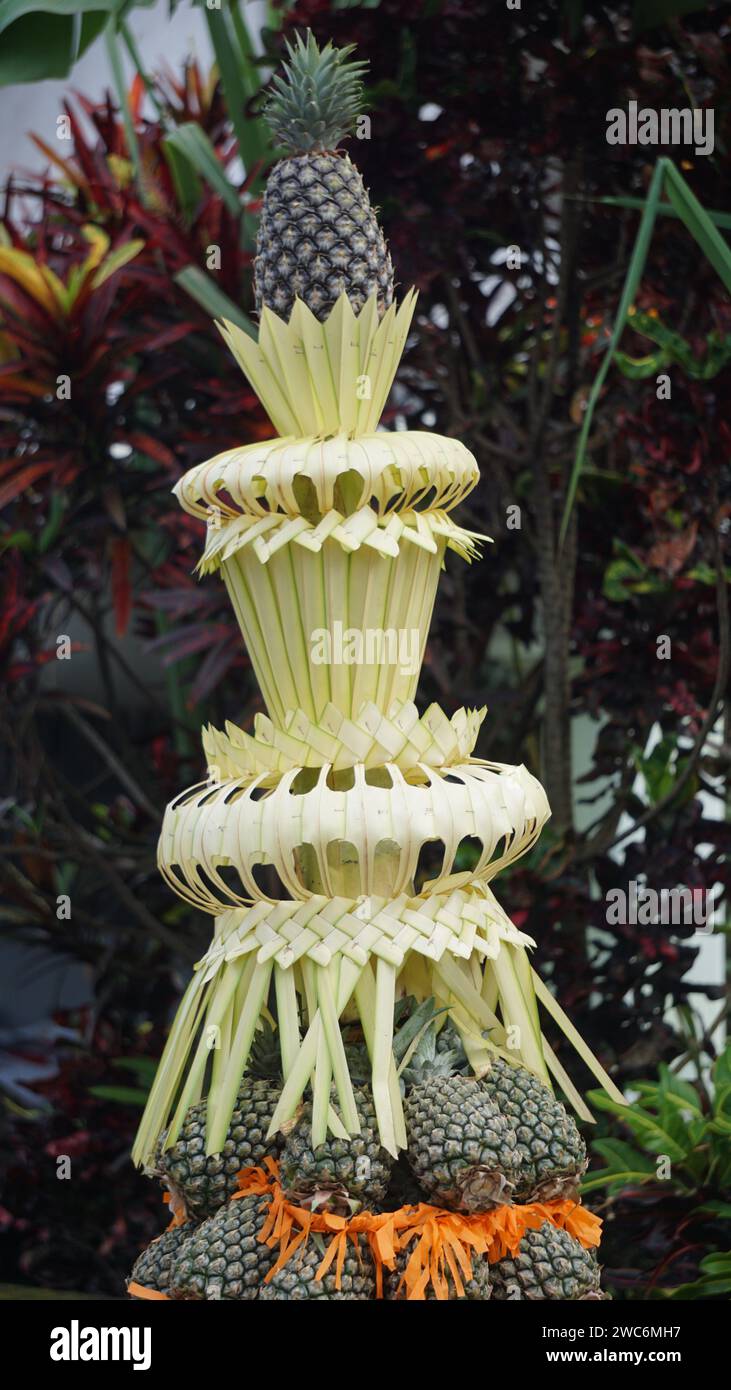 Pineapple tree (Ananas comosus) with a natural background. Exotic ...