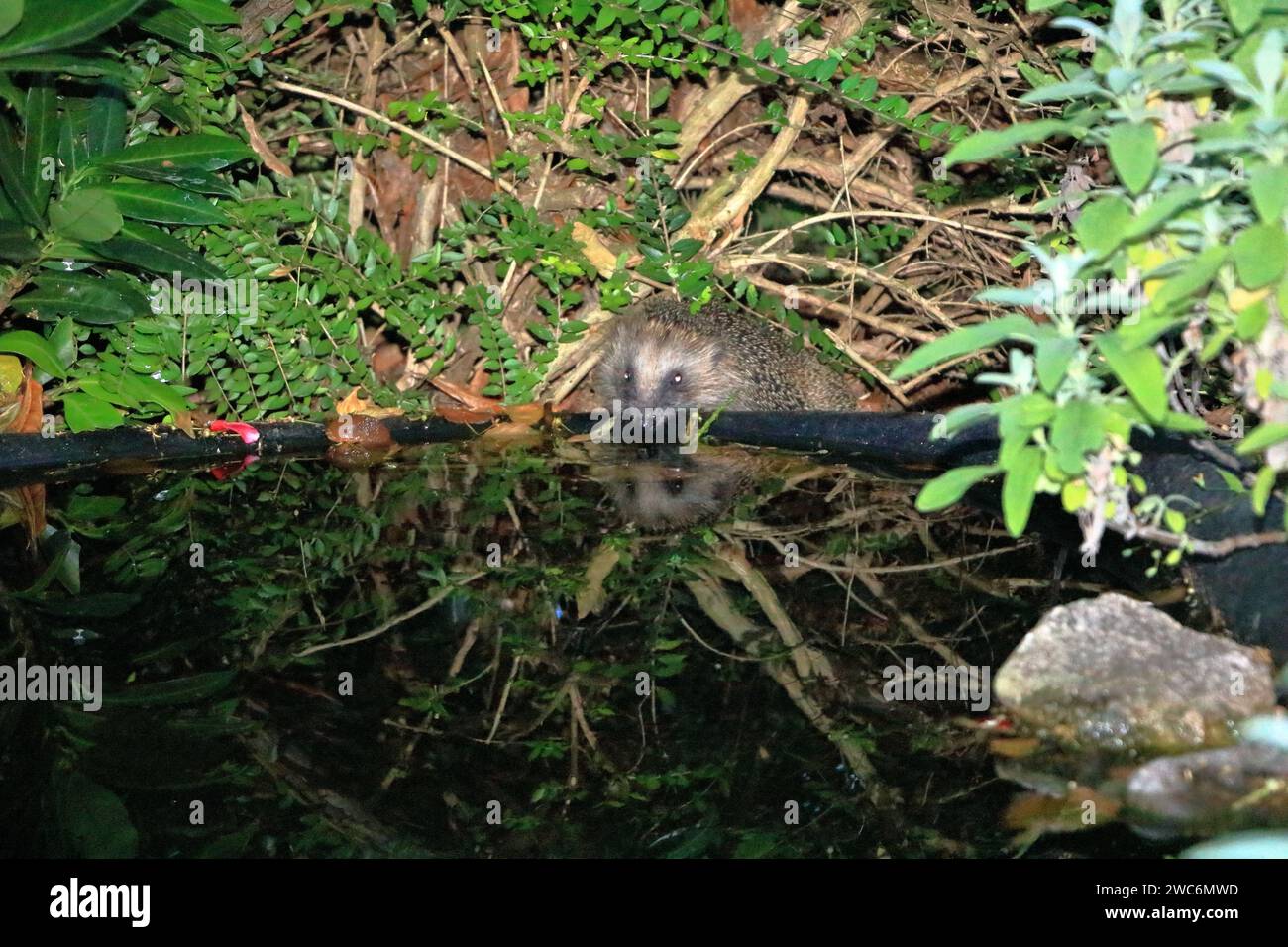 Hedgehog drinking water from a garden pond Stock Photo - Alamy