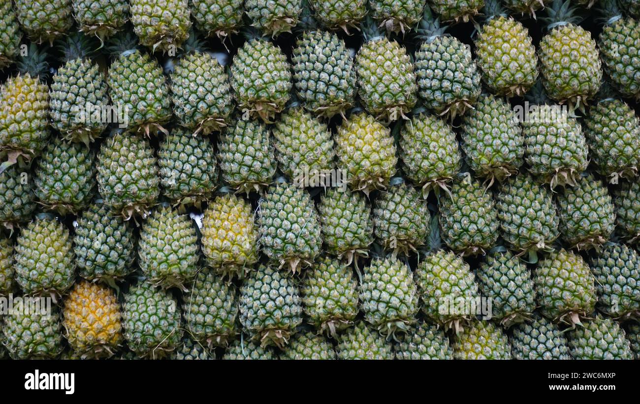 Pineapple tree (Ananas comosus) with a natural background. Exotic ...