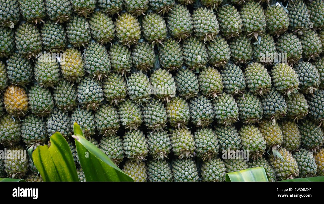 Pineapple tree (Ananas comosus) with a natural background. Exotic ...