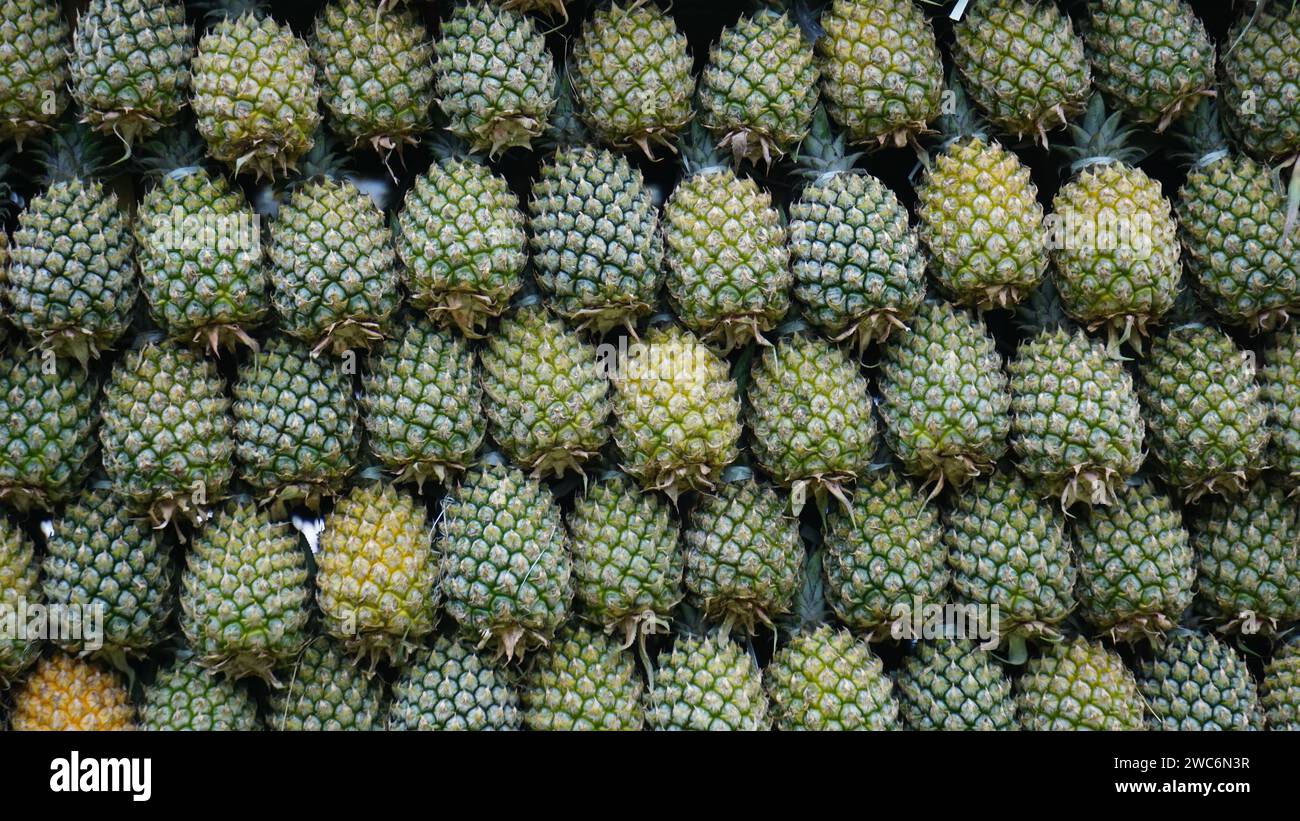 Pineapple tree (Ananas comosus) with a natural background. Exotic ...