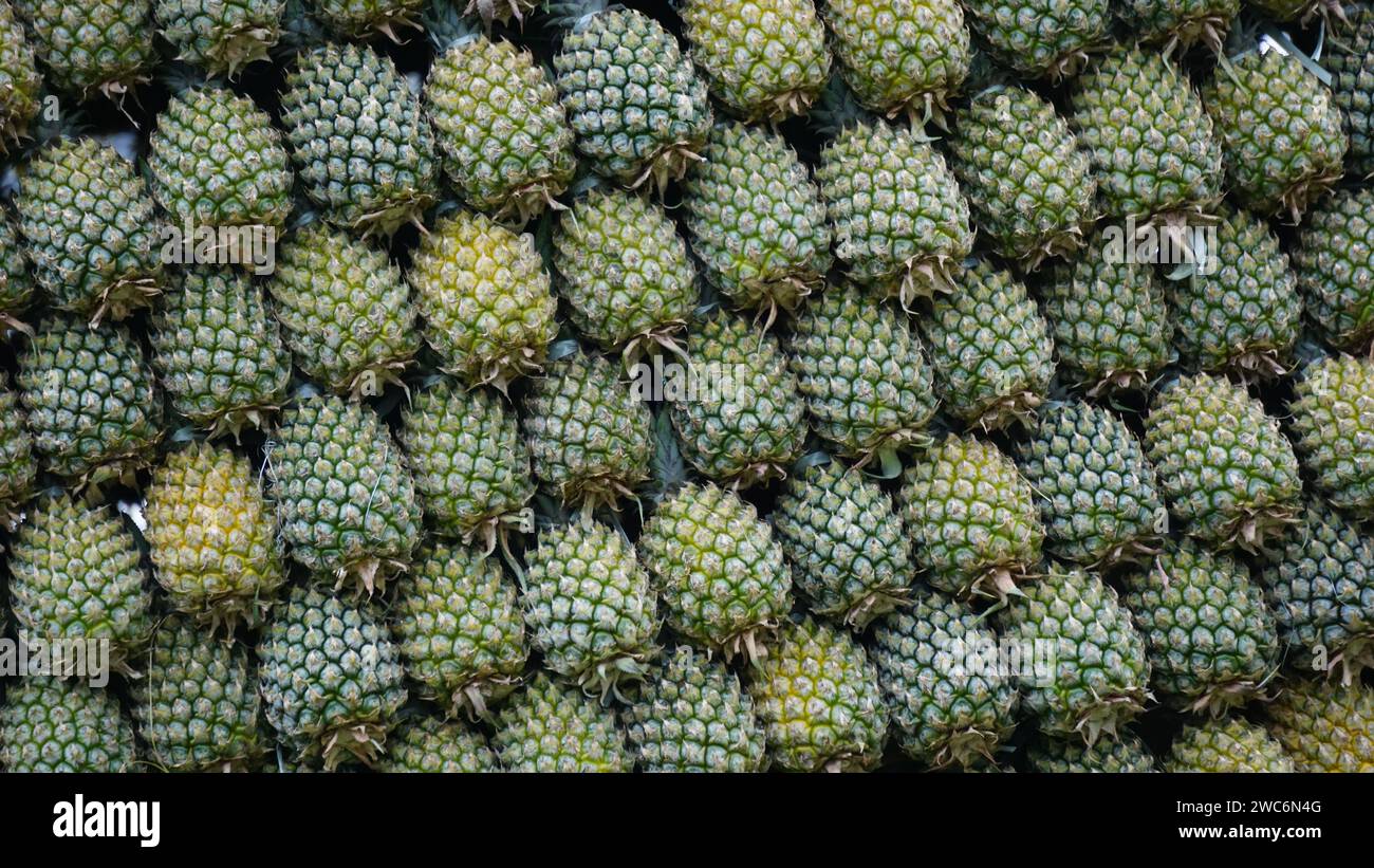 Pineapple tree (Ananas comosus) with a natural background. Exotic ...