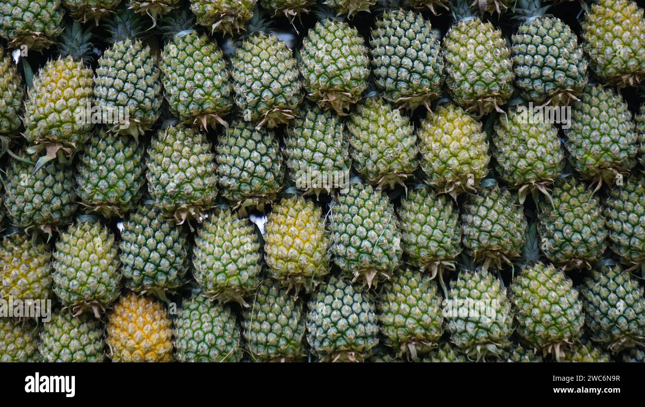 Pineapple tree (Ananas comosus) with a natural background. Exotic ...