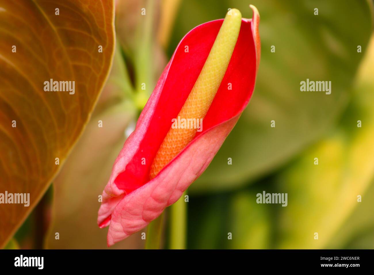 Flower plant classification hi-res stock photography and images - Alamy