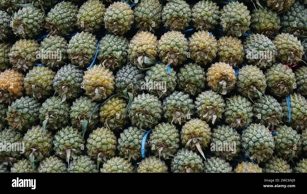 Pineapple tree (Ananas comosus) with a natural background. Exotic ...