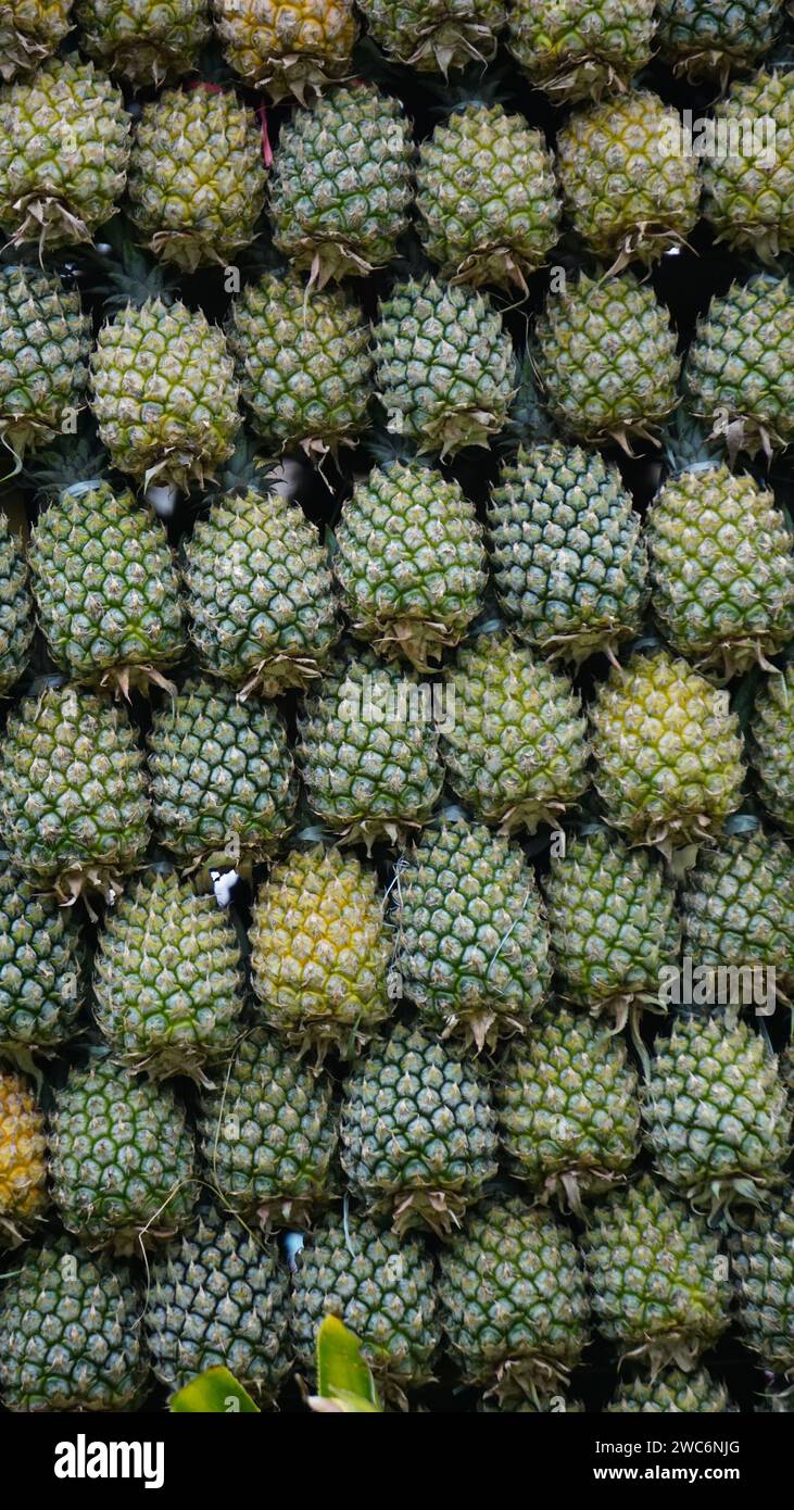 Pineapple tree (Ananas comosus) with a natural background. Exotic ...