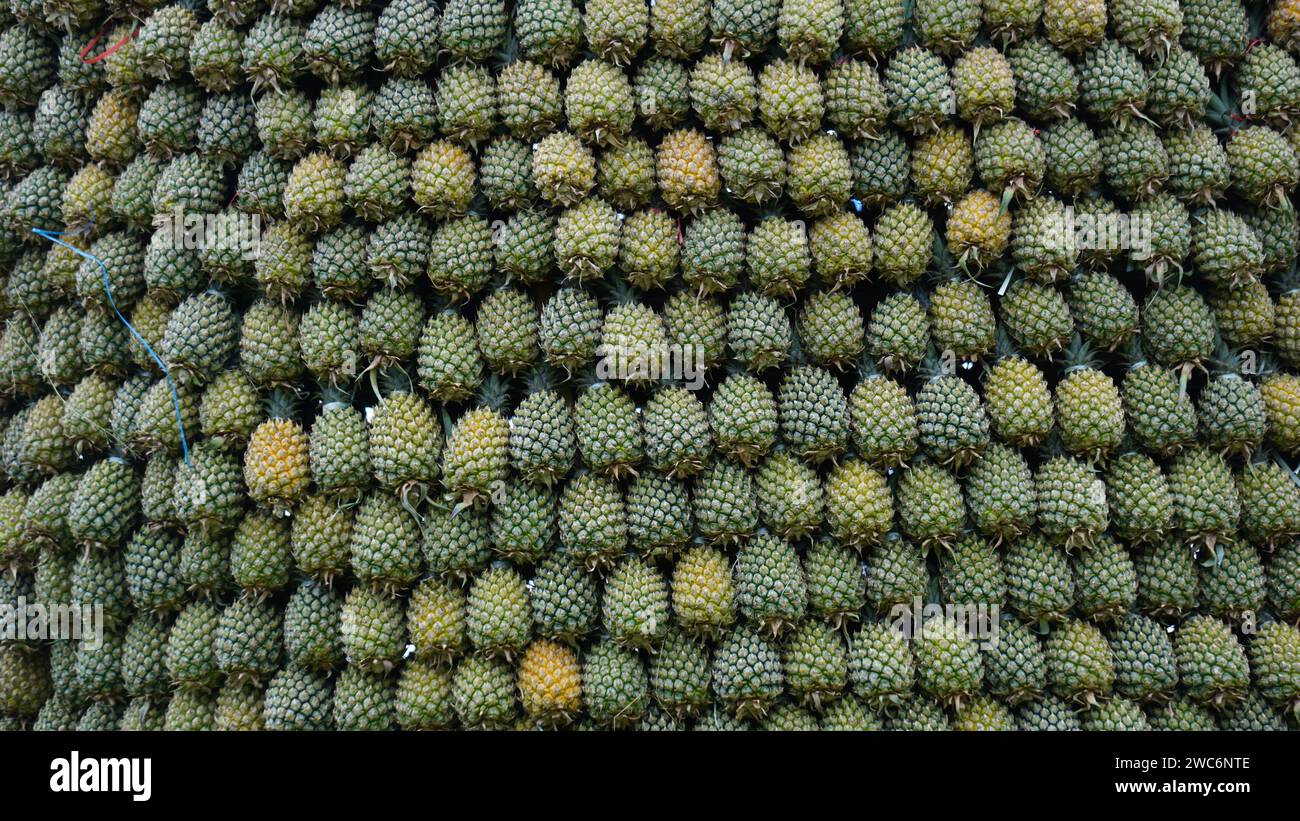 Pineapple tree (Ananas comosus) with a natural background. Exotic ...