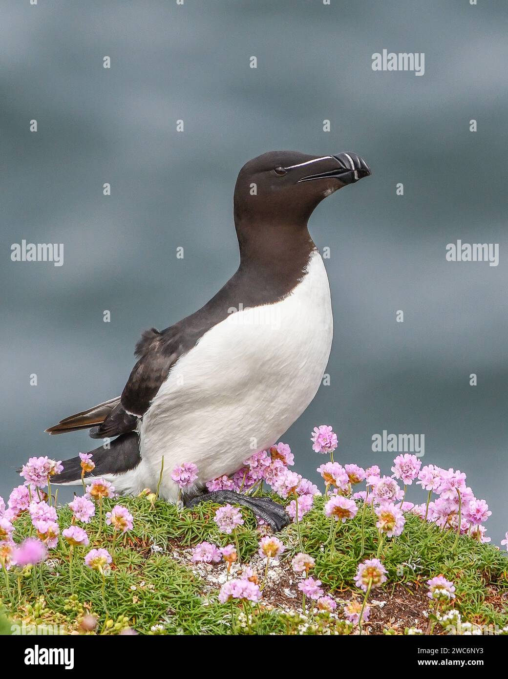 Scottish razorbill hi-res stock photography and images - Alamy