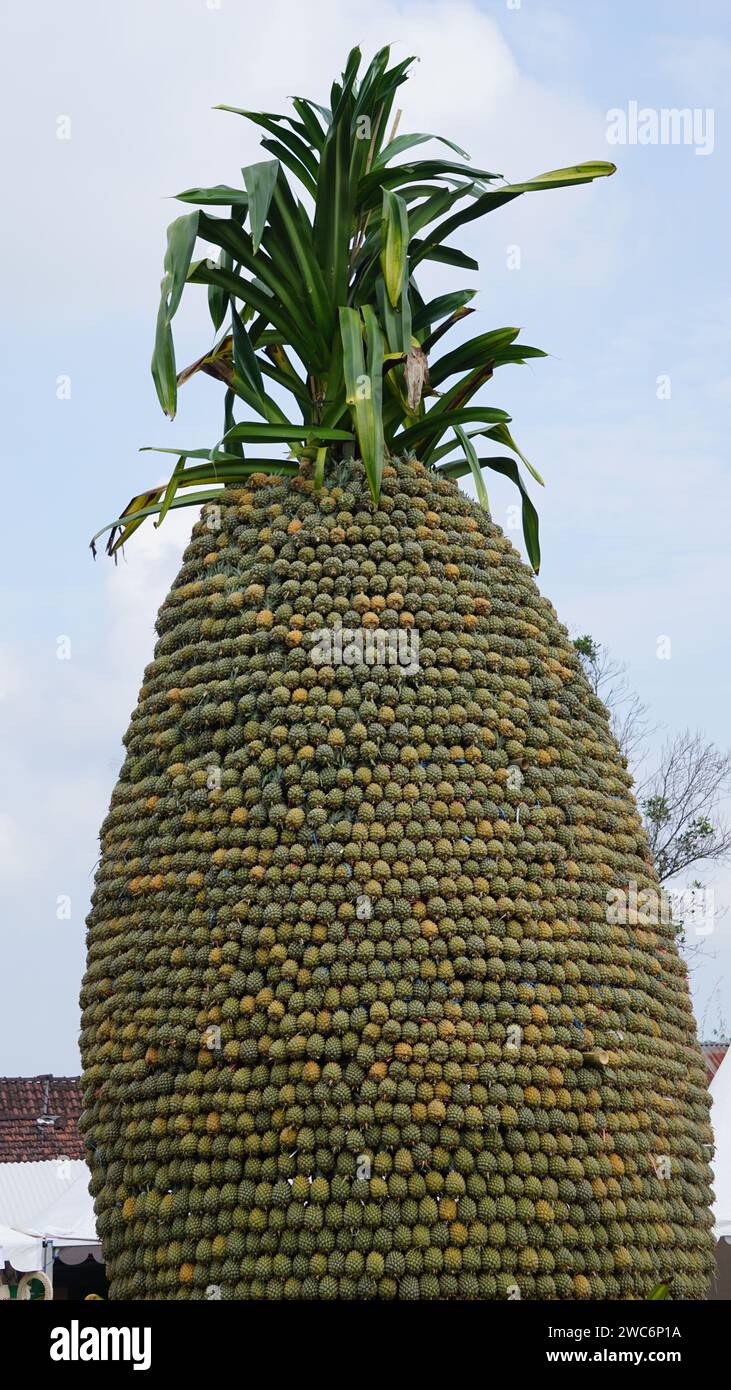 Pineapple tree (Ananas comosus) with a natural background. Exotic ...