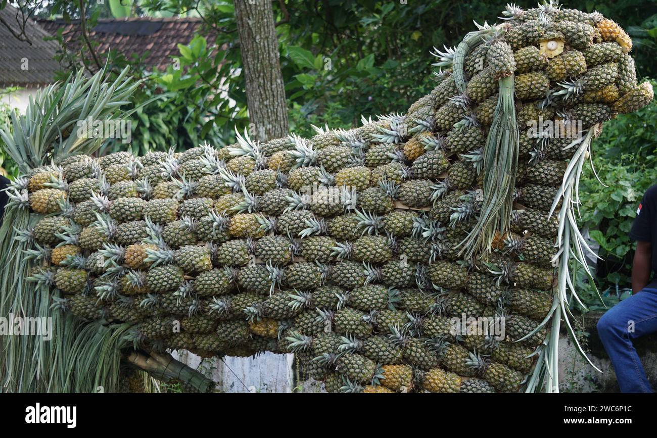 Pineapple tree (Ananas comosus) with a natural background. Exotic ...