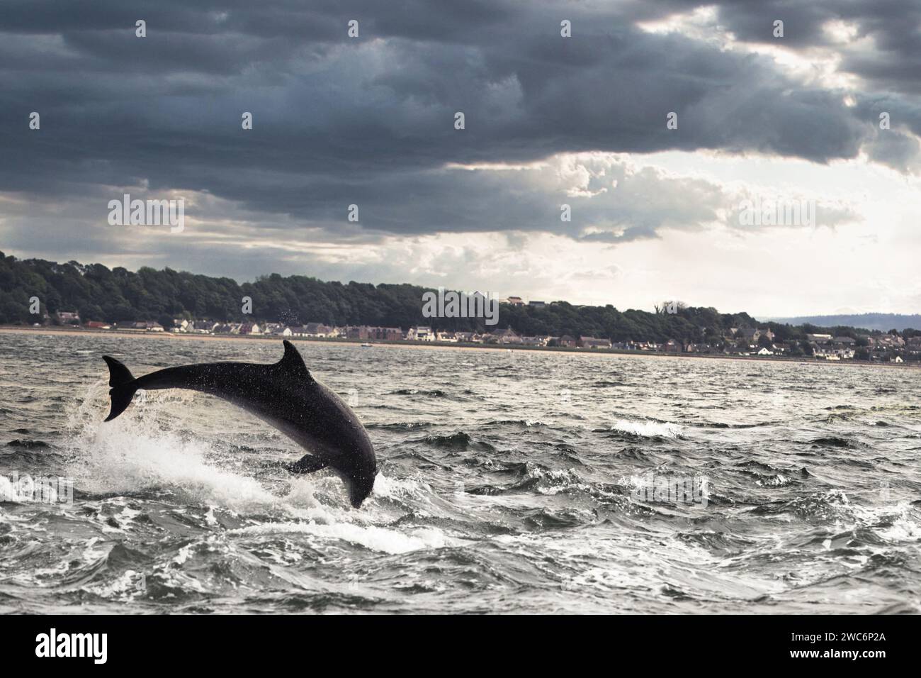 Dynamic Leap: Dolphin in The Moray Firth Stock Photo - Alamy