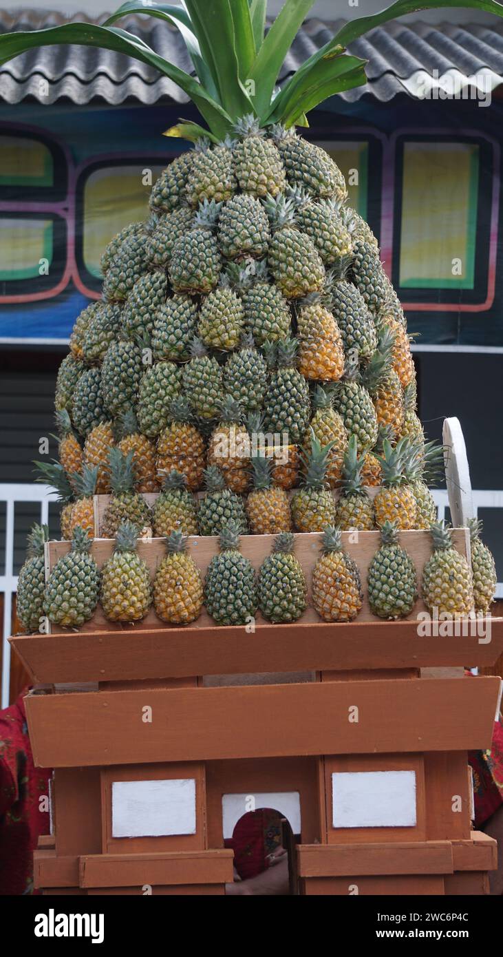Pineapple tree (Ananas comosus) with a natural background. Exotic ...