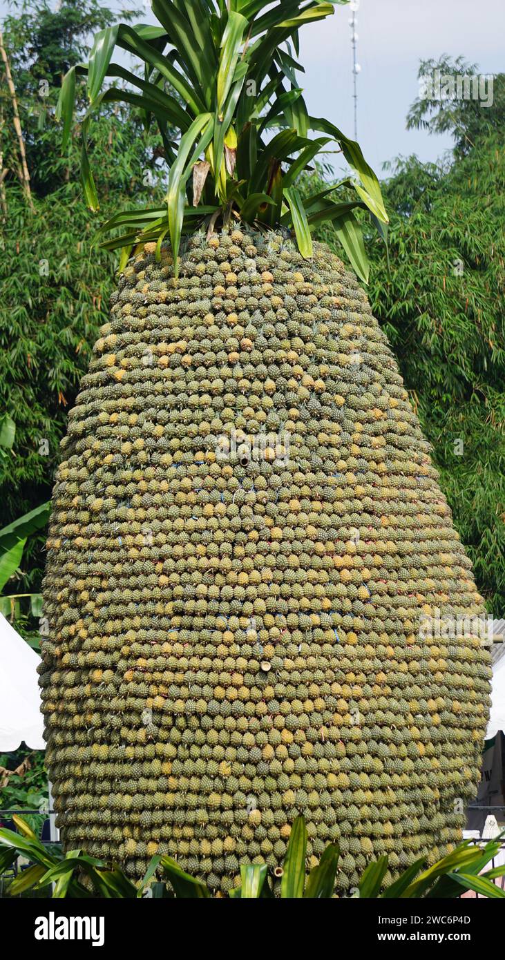 Pineapple tree (Ananas comosus) with a natural background. Exotic ...