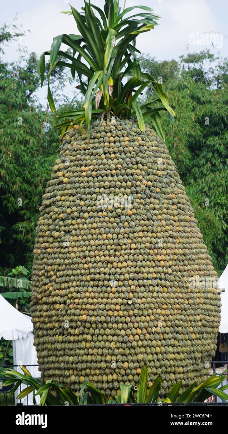 Pineapple tree (Ananas comosus) with a natural background. Exotic ...