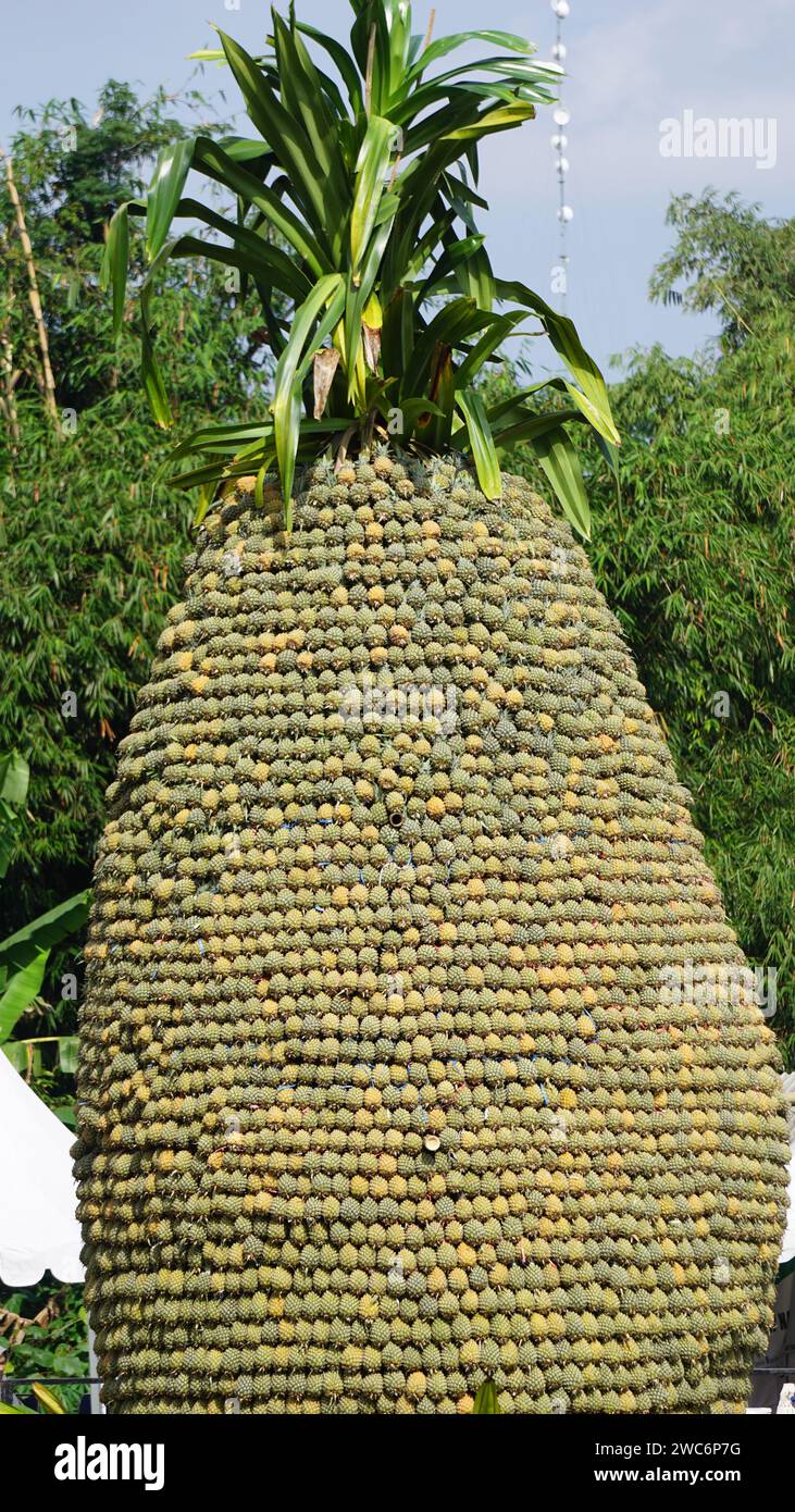 Pineapple tree (Ananas comosus) with a natural background. Exotic ...