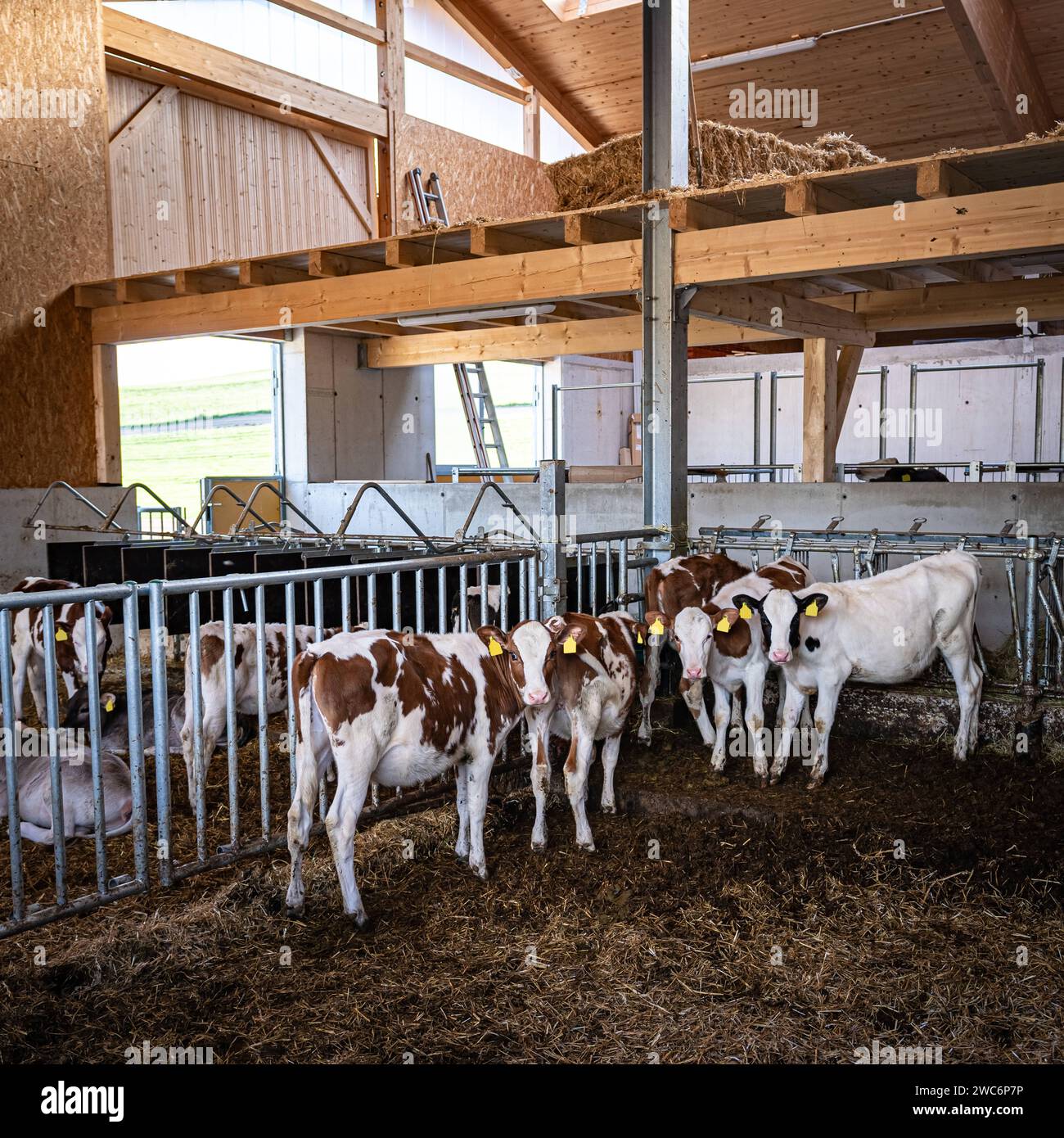 Jungviehstall hi-res stock photography and images - Alamy