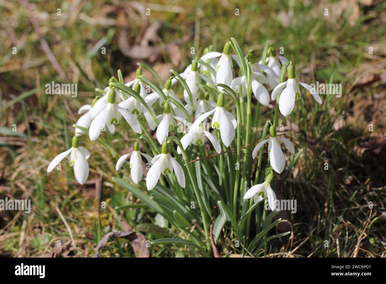 Galanthus (snowdrop), is a small genus of about 20 species of bulbous ...