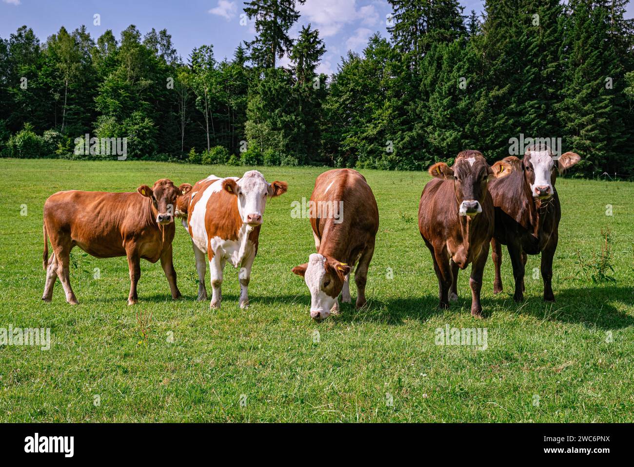 Weidehaltung - Braun- und Fleckviehrinder auf einer grünen Bergwiese in ...
