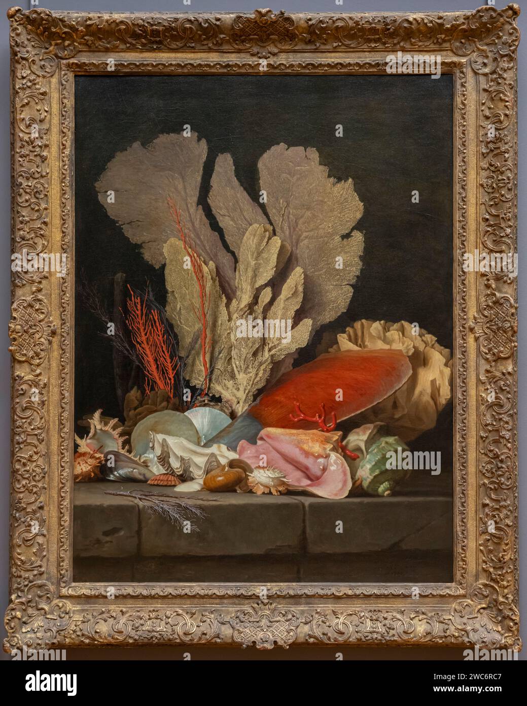 Paris, France - 01 06 2024: Louvre Museum. Sea Plumes, Lithophytes and ...