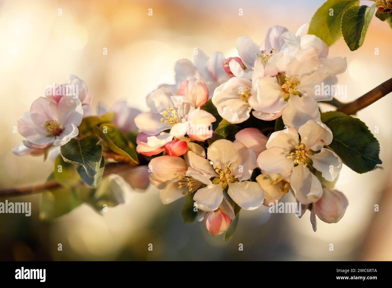 A playful and festive photo of spring apple blossoms, suitable as a ...