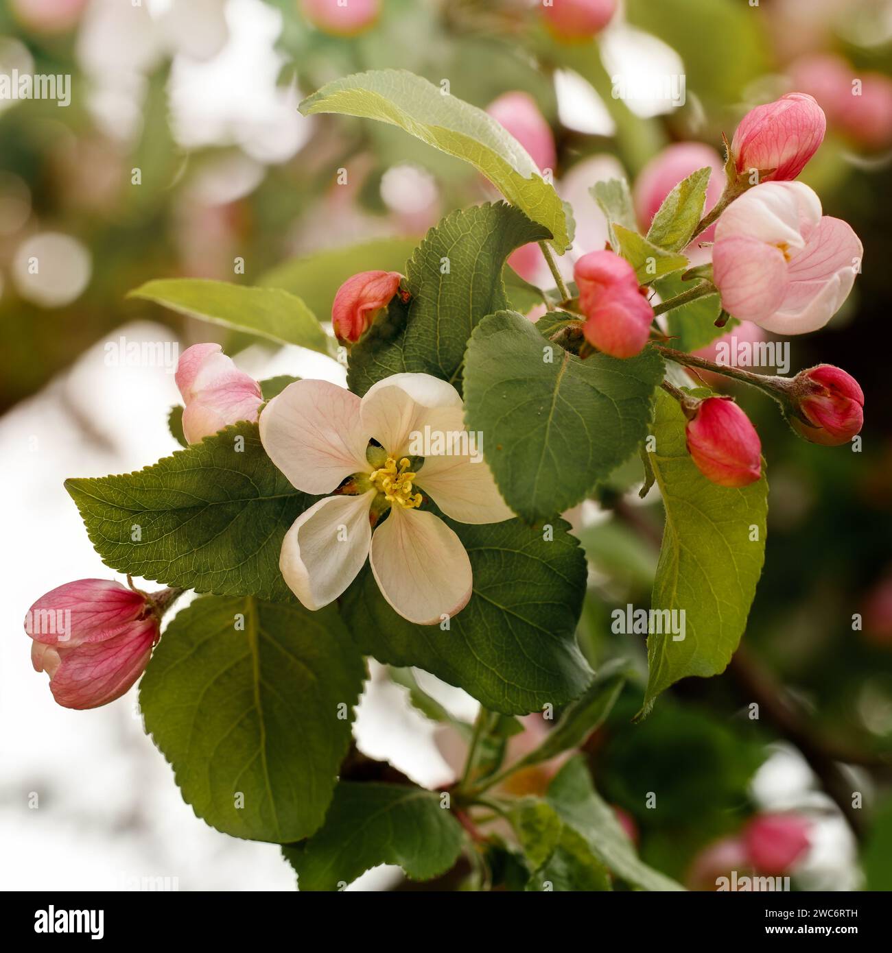 Square aspect ratio hi-res stock photography and images - Alamy