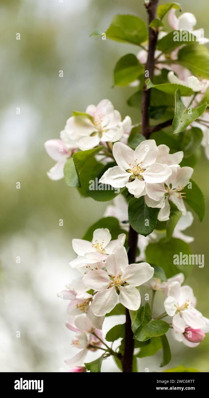 Vertical branch hi-res stock photography and images - Alamy
