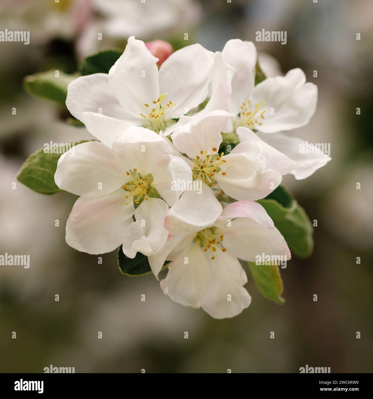 Square apple hi-res stock photography and images - Alamy