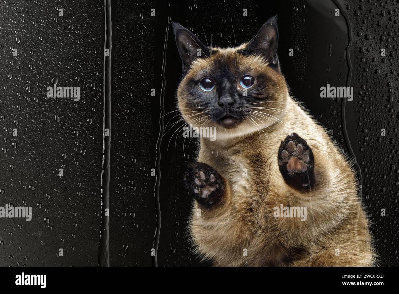 Black cat rain hi-res stock photography and images - Alamy