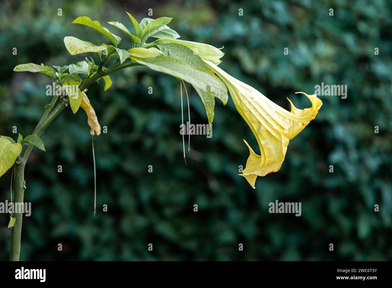 Blooming brugmansia, a genus of seven speciaes of flowering plants in ...