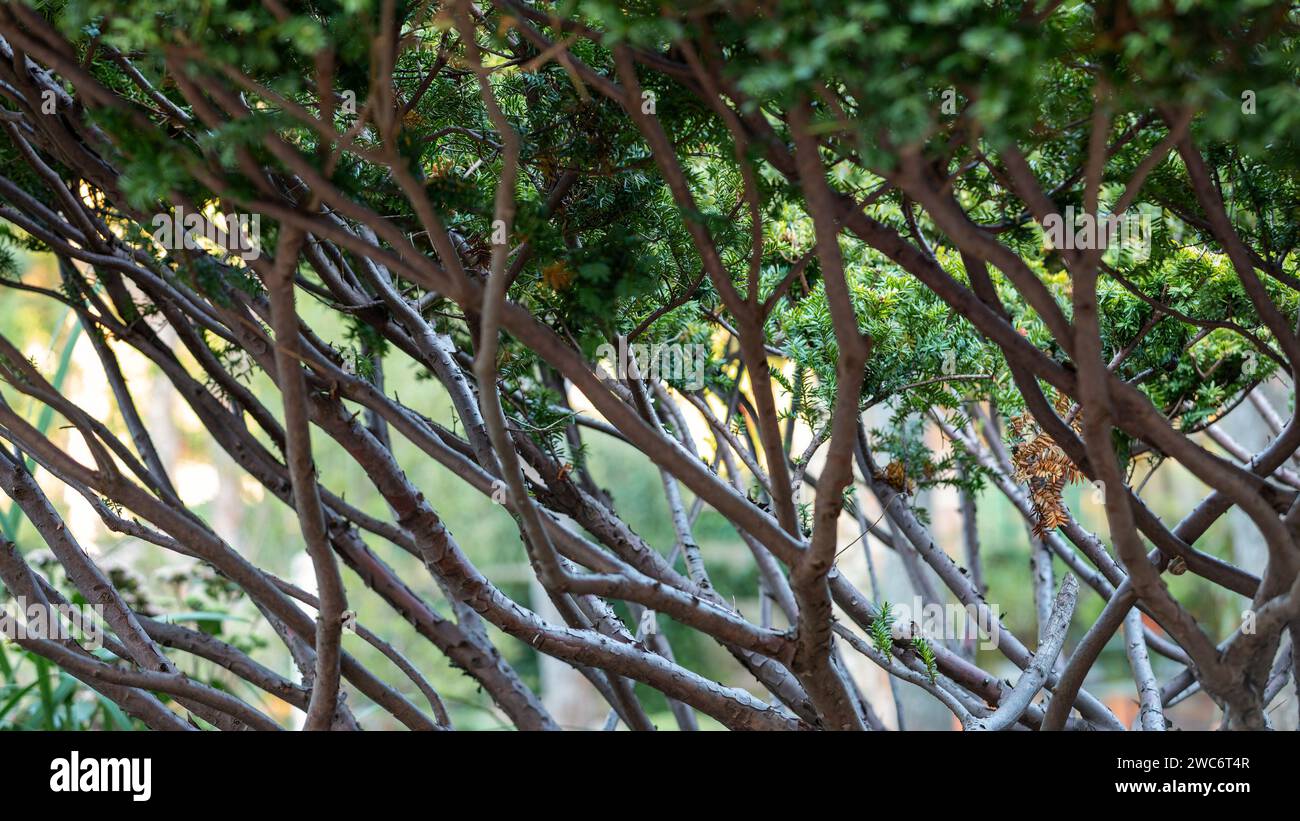 The dense crown of branches of a juniper bush is photographed from a ...