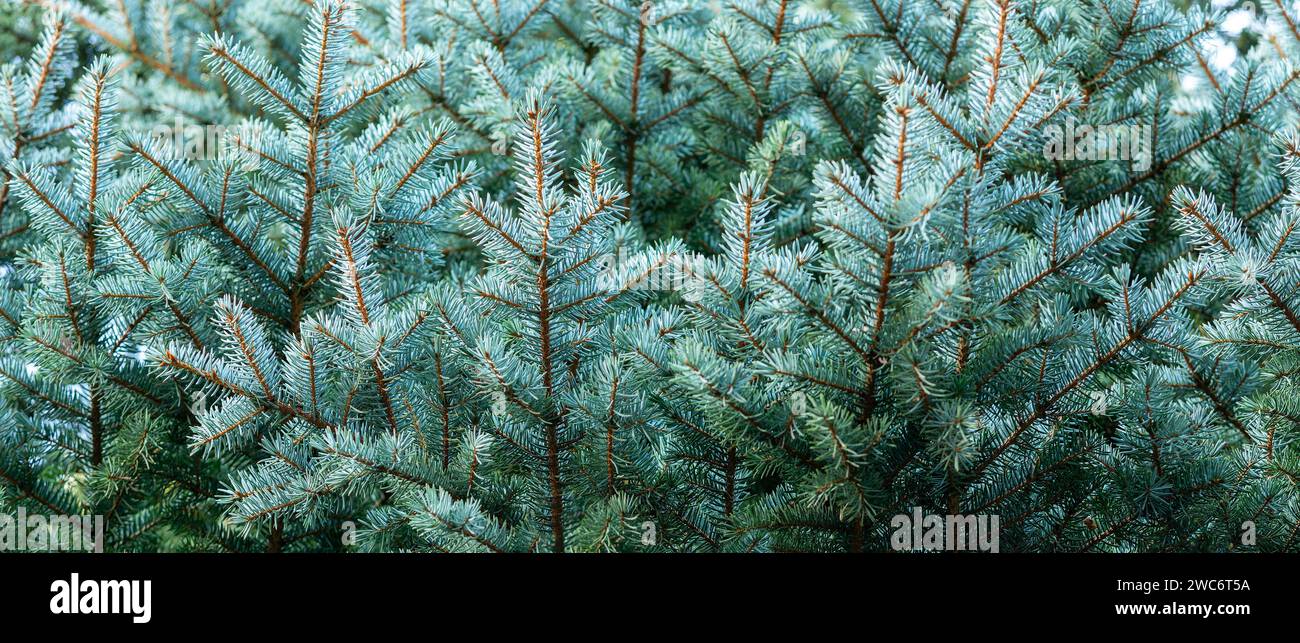 Spruce branches banner nature abstract background, Christmas tree ...