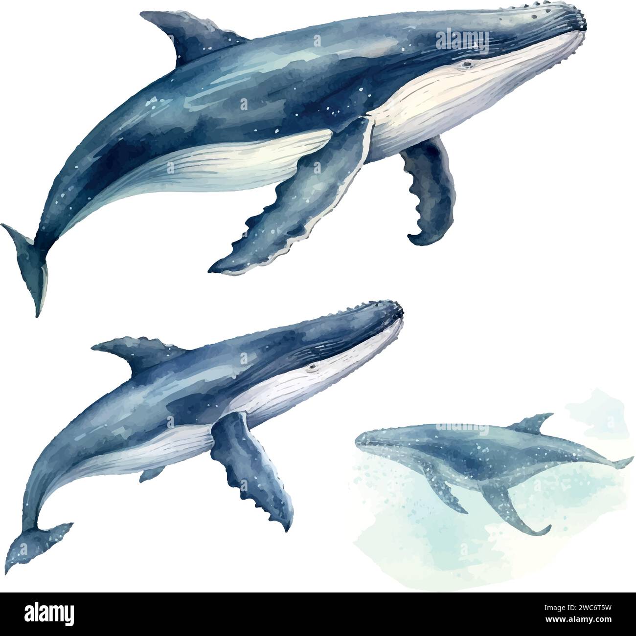 Beautiful whale killer whale Stock Vector Images - Alamy