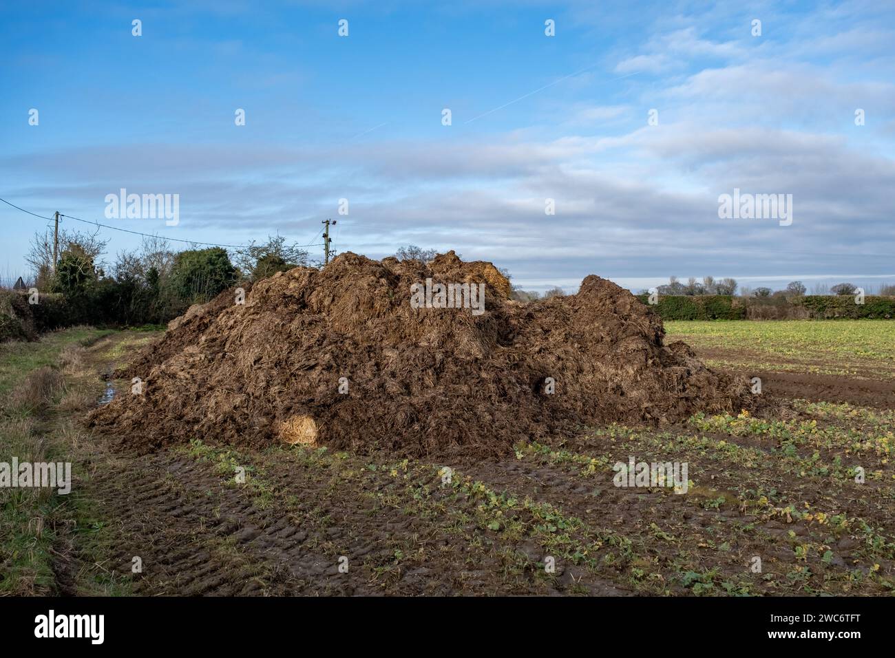Pile of manure in an agricultural field ready for spreading in the ...